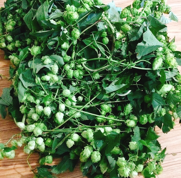 Homemade Hop Water (Recipe) – Staci Howlett Health Coaching